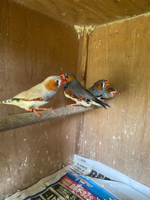 Zebra finches tri colour parrot finches | Birds | Gumtree Australia ...