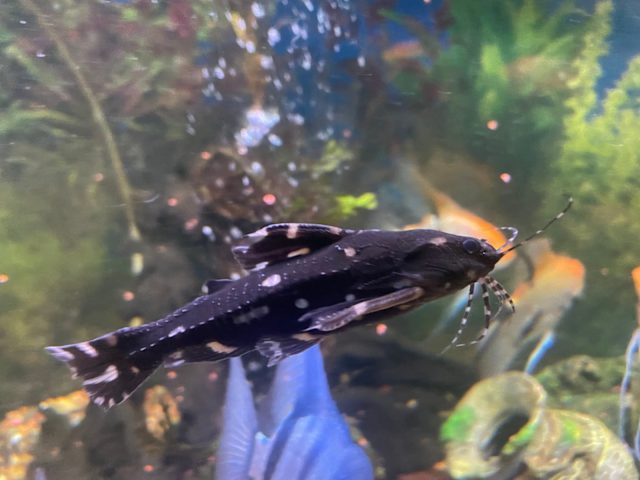 Spotted raphael catfish , Albino Bristle nose Pleco | Fish | Gumtree ...