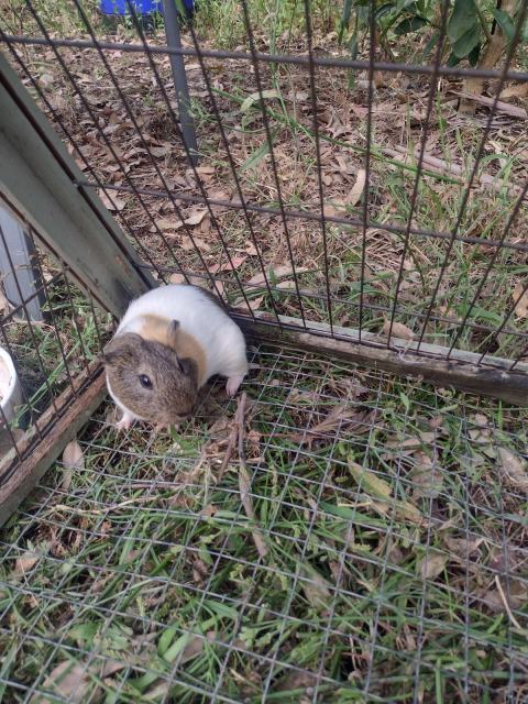 guinea pigs | Other Pets | Gumtree Australia Richmond Valley - Casino ...