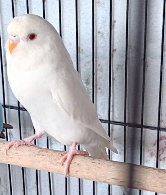 Baby Budgies For Sale. 7 Wks & 12 Wks Old. 3 Available. | Birds | Gumtree Australia Wollongong ...