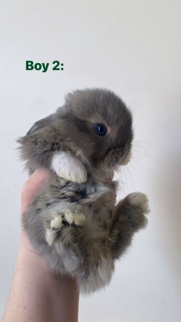 Purebred baby BEW and Vienna marked Mini Lop Rabbits | Rabbits ...
