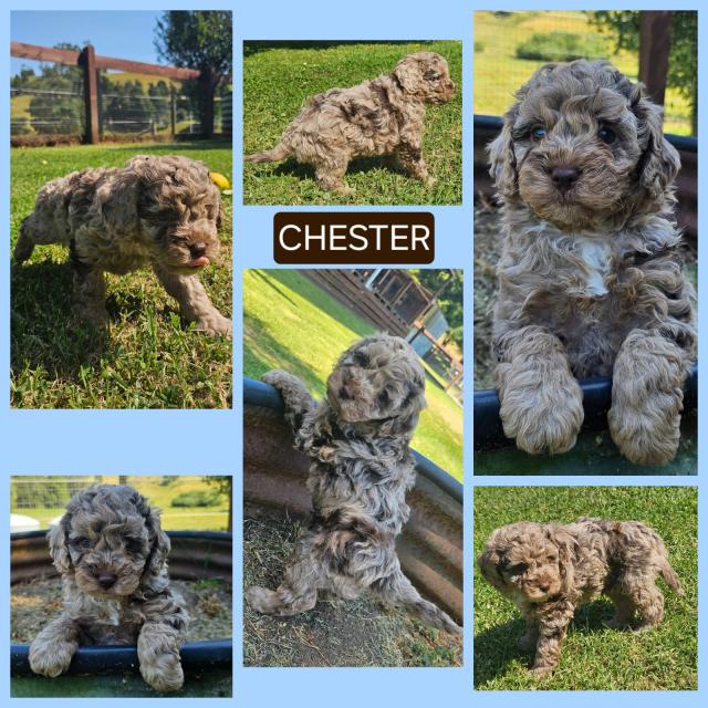 Rare Merle & Chocolate Cavoodle puppies | Dogs & Puppies | Gumtree ...