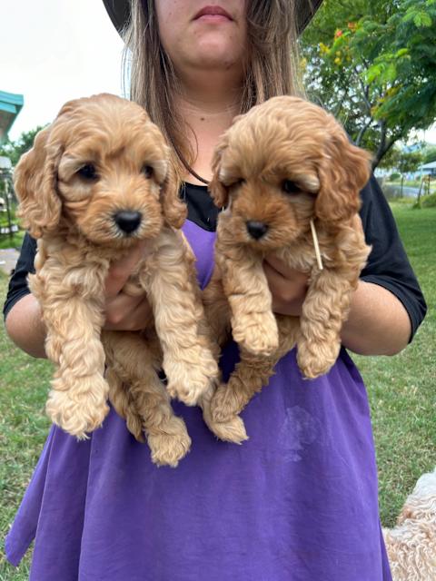 Cavoodle puppies red and apricot | Dogs & Puppies | Gumtree Australia ...