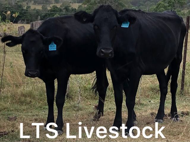 2 Dairy X Heifers will make great house cows or foster cows | Livestock ...