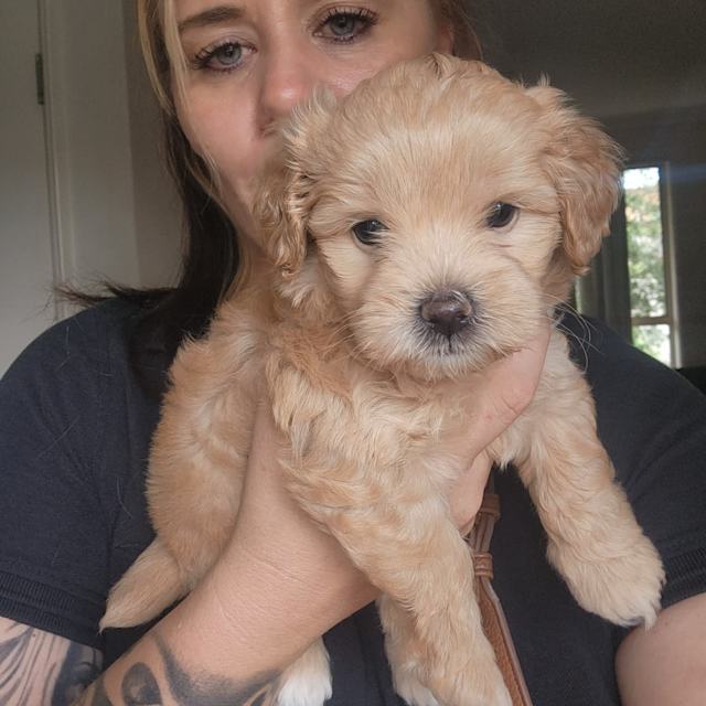 Shmoodle puppy 8 weeks old ready for her forever home | Dogs & Puppies ...