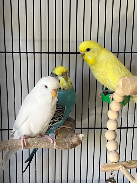 Free Budgies! 2 Female/1 Male | Birds | Gumtree Australia Darebin Area ...