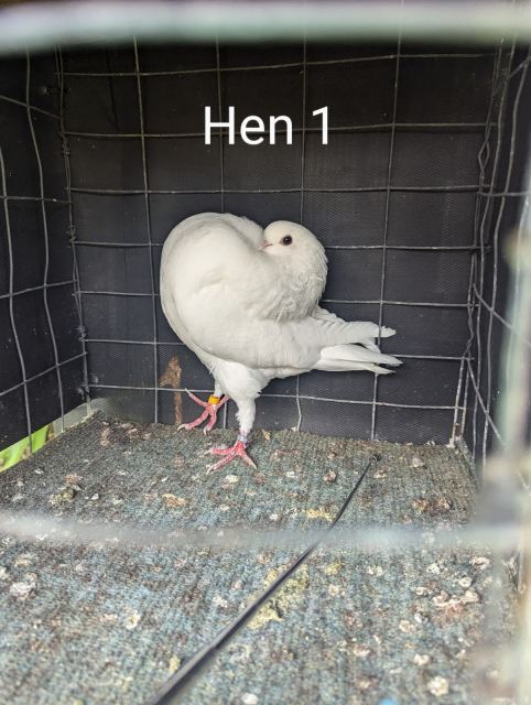 holle cropper pigeons | Birds | Gumtree Australia Brisbane South East ...