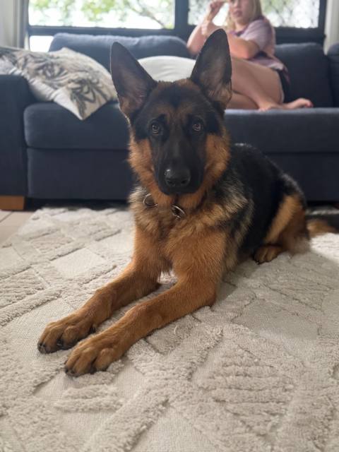 German shepherd purebred | Dogs & Puppies | Gumtree Australia ...