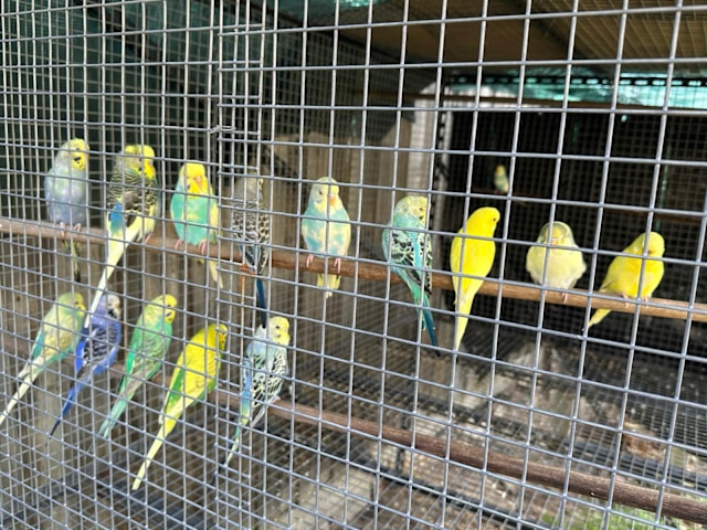 Young Budgie | Birds | Gumtree Australia Boroondara Area - Balwyn North ...