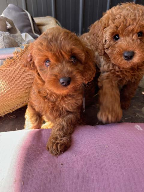 Rare Theodore - Cavoodle puppies READY FOR FOREVER HOMES | Dogs ...