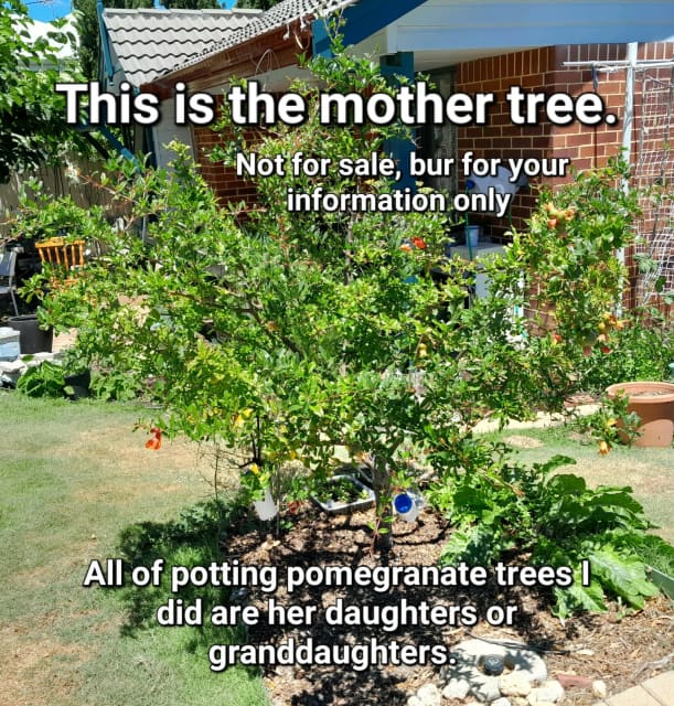 Pomegranate tree in potting, grafted, has flowered already | Plants ...