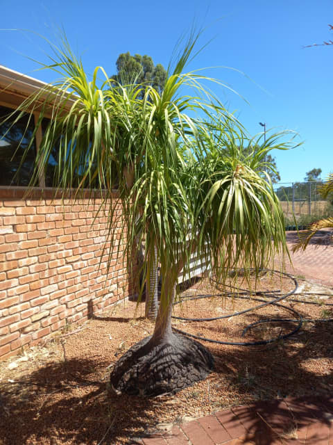 PLANT, PALM, PONYTAIL, BEAUCARNEA RECURVATA, ADVANCED, $200 ONO ...