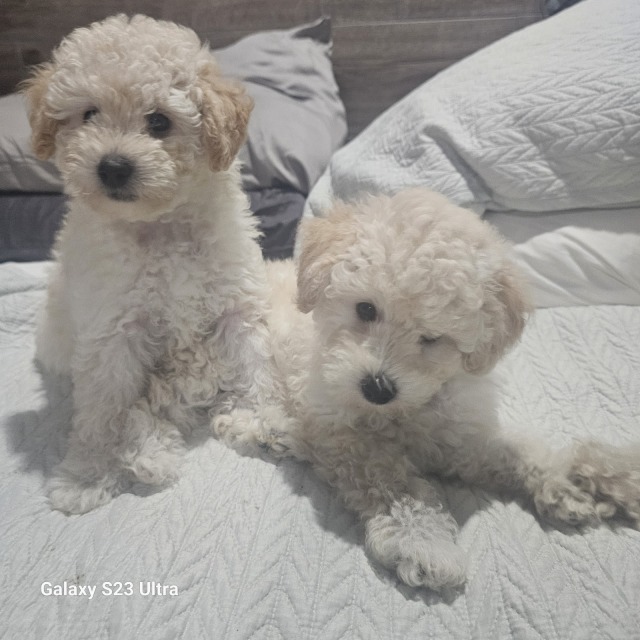 Pure-bred Toy Poodle puppies ️ Now ready!!! 2 girls left! | Dogs ...