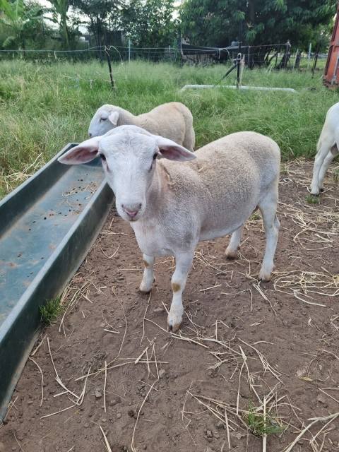 Dorper cross Aussie White ram lambs | Livestock | Gumtree Australia ...