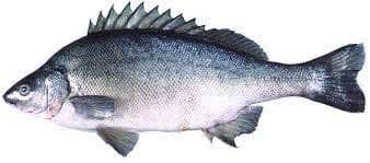 Silver perch fingerlings | Fish | Gumtree Australia Cockburn Area ...