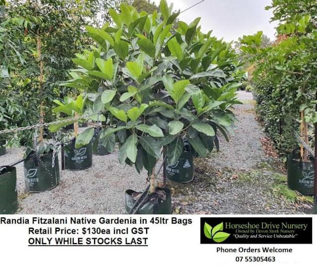 Native Gardenia Randia Fitzalanii 45 ltr Bags - Feature Tree - Plants ...