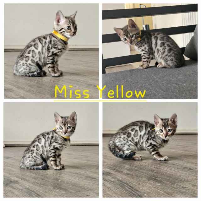 Bengal Kitten Purebred | Cats & Kittens | Gumtree Australia Cardinia ...