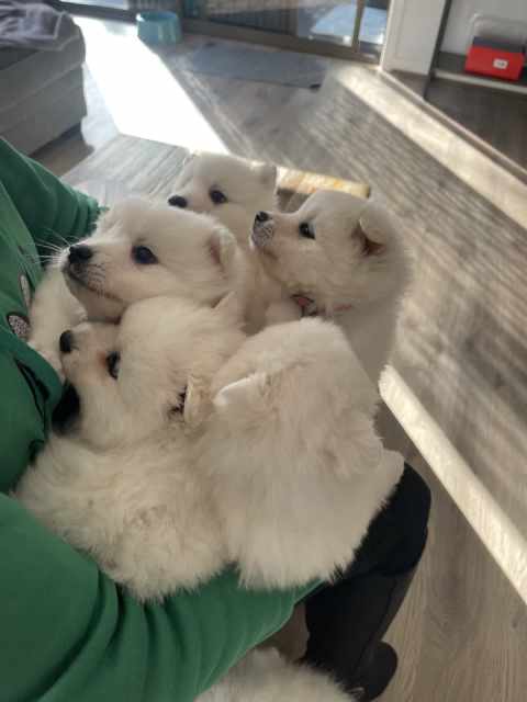 Pure Breed of Japanese spitz | Dogs & Puppies | Gumtree Australia ...