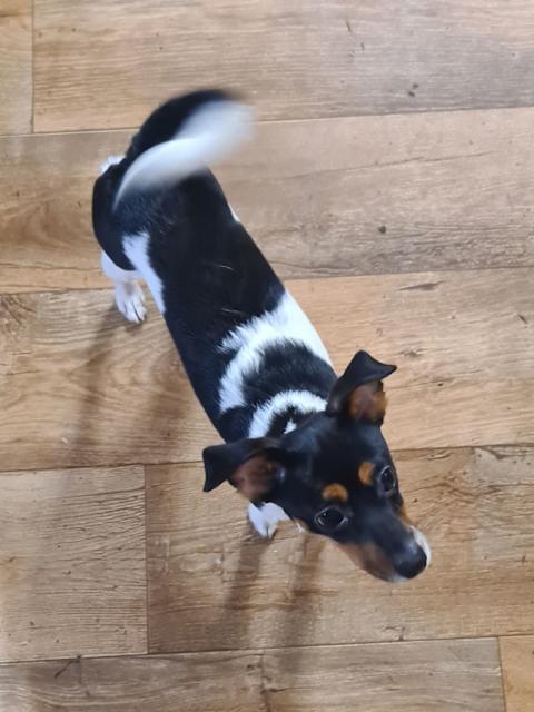 Jack russell x Mini Foxie | Dogs & Puppies | Gumtree Australia Ipswich ...