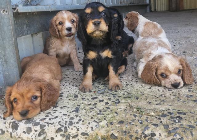 Cockerliers 6 weeks old | Dogs & Puppies | Gumtree Australia Penrith ...