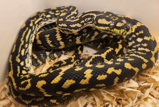 Jungle Carpet Python Female | Reptiles & Amphibians | Gumtree Australia ...