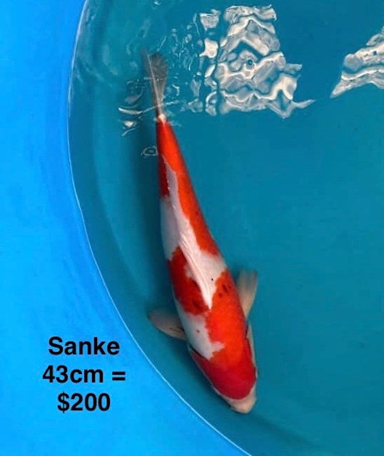 Various Koi For Sale | Fish | Gumtree Australia Canning Area - Riverton ...