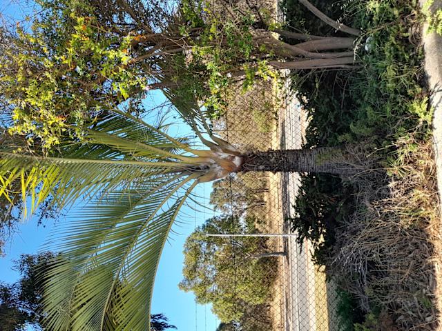 large triangle palm - Plants in Noranda WA | Gumtree Australia