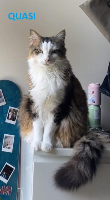 Super Sweet Quasi Needs A New Home | Cats & Kittens | Gumtree Australia ...