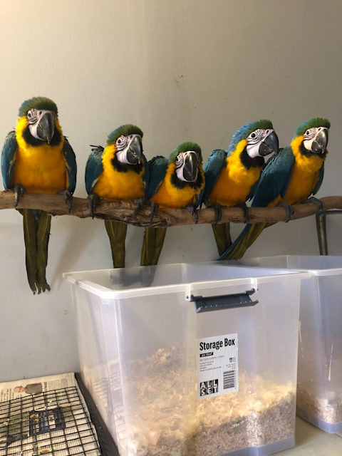 Blue and Gold Macaw Babies | Birds | Gumtree Australia Penrith Area ...