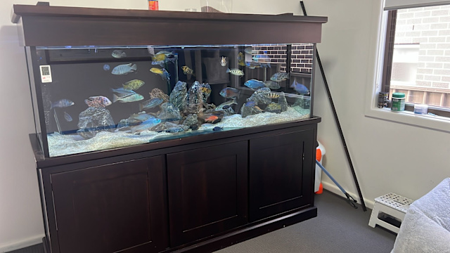 6x2x2 foot fish tank ready to run | Pet Products | Gumtree Australia ...