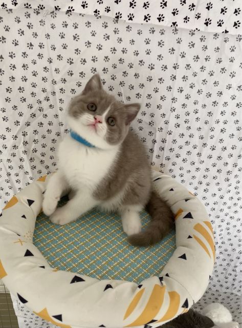 British shorthair kittens | Cats & Kittens | Gumtree Australia Cardinia ...