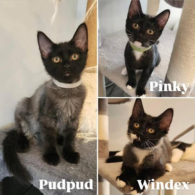 11342/3/4: Windex/Pinky- ADOPT KITTENS-Vet Work Included | Cats ...