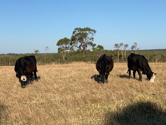 Angus Cows for sale in Somerville Vic | Livestock | Gumtree Australia ...