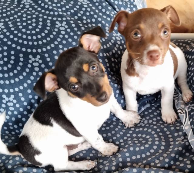Mini foxie puppies | Dogs & Puppies | Gumtree Australia Lismore Area ...