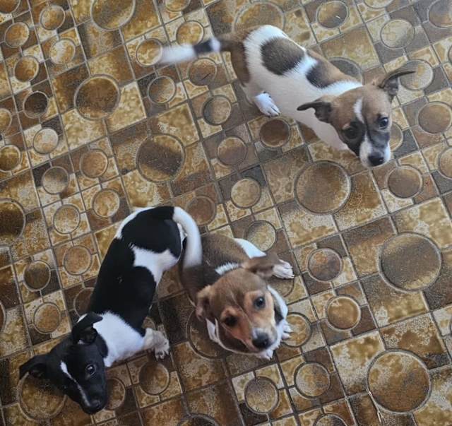 Adorable Mini Foxie x Jack Russell Puppies for Sale! | Dogs & Puppies ...