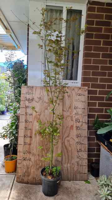 very big and tall Japanese maple tree in 26cm pot - Plants in Noble ...