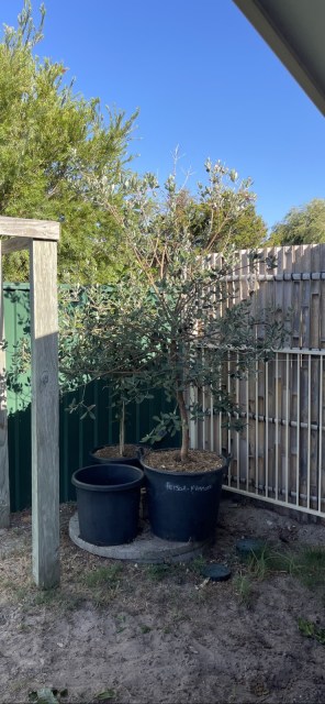 Feijoa Mammoth fruit tree - Plants in Rockingham WA | Gumtree Australia