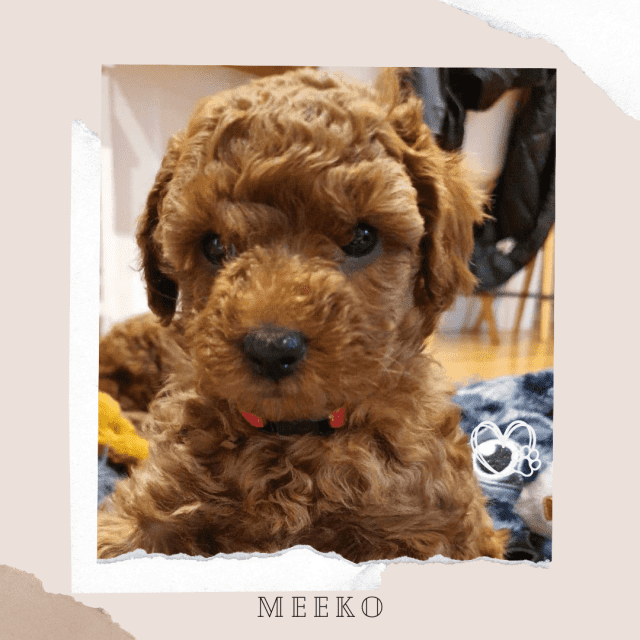 F1b Ruby Toy Cavoodles, DNA tested & BH Guarantee Mt Martha Vic 3934 ...