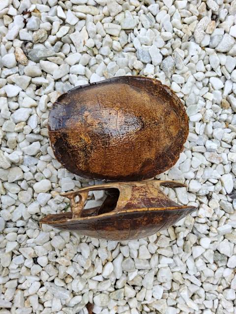 Turtle & tortoise shells - Collectables in Empire Bay NSW | Gumtree ...