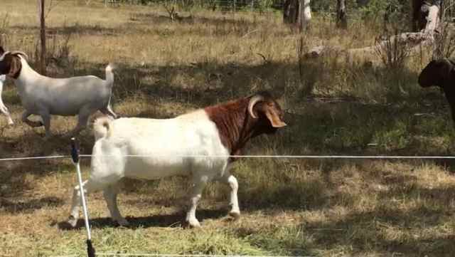 Pedigree Boer Goat Billy | Livestock | Gumtree Australia Goulburn City ...