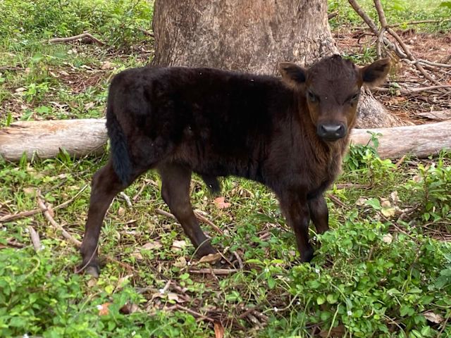 Miniature Dexter/ Lowline Bull Calf | Livestock | Gumtree Australia ...