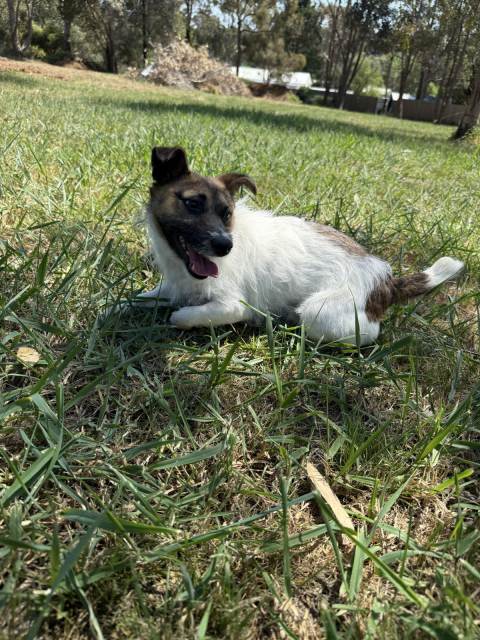 Free to good home Special needs Jack Russell- Archie | Dogs & Puppies ...