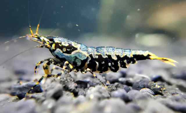 Metallic Boa | Fish | Gumtree Australia Willoughby Area - St Leonards ...