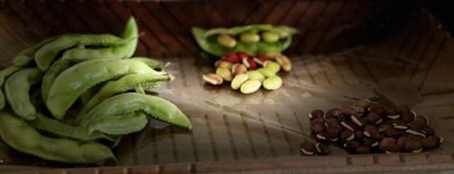 Organic Indian Bean Bush / Valor Bean/ Chikkudukaya/ Avarai seeds ...