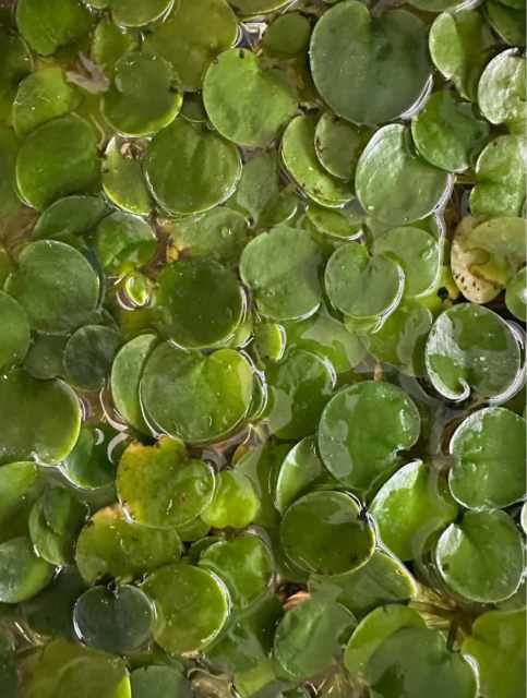 20x Frogbit floating aquarium/pond plants | Fish | Gumtree Australia ...