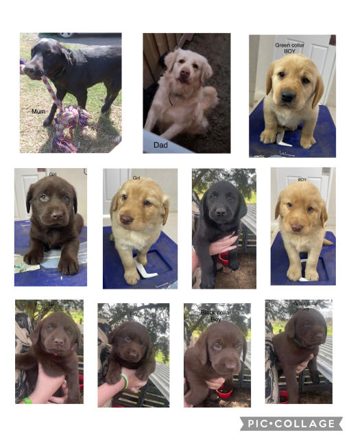 Labrador Puppys 3 female 7 male | Dogs & Puppies | Gumtree Australia ...
