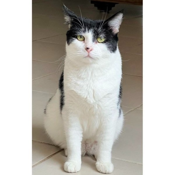 9714 : Ned - CAT for ADOPTION - Vet Work Included | Cats & Kittens ...