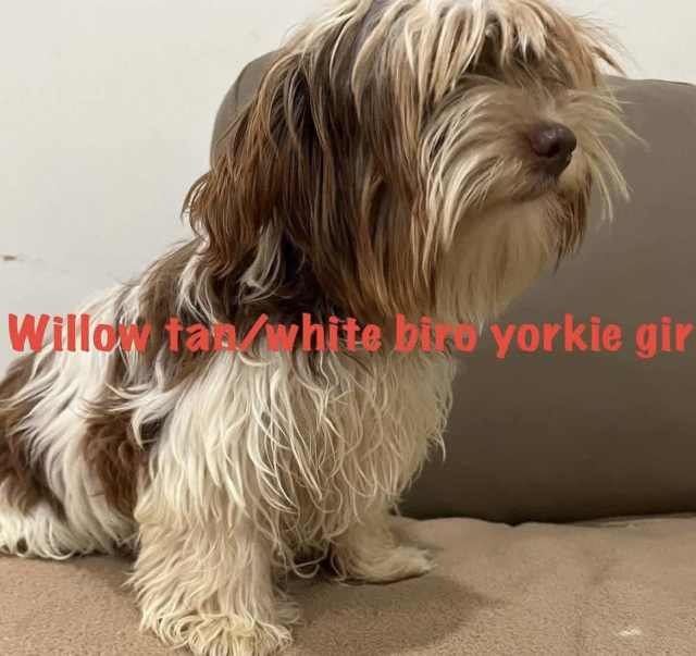 Yorkshire terrier biro girl | Dogs & Puppies | Gumtree Australia ...