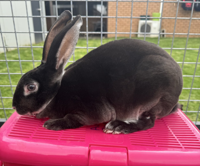 Rex Rabbit | Rabbits | Gumtree Australia Lithgow Area - Wallerawang ...