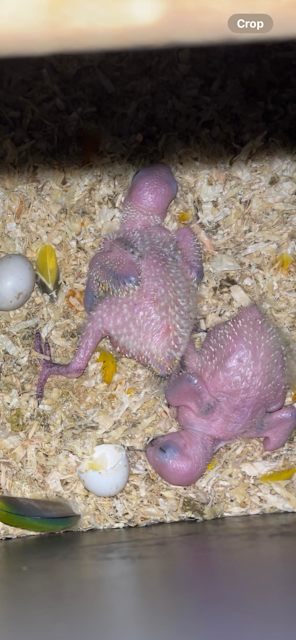 Sun conure babies | Birds | Gumtree Australia Gosnells Area ...